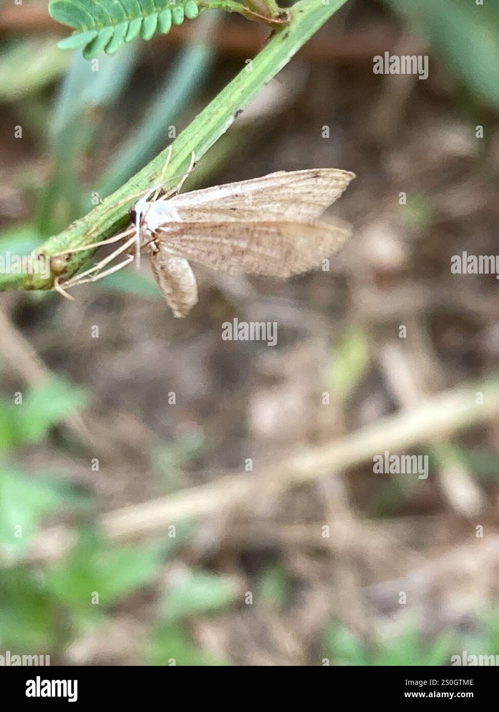 Carpet Moths (Larentiinae Stock Photo - Alamy
