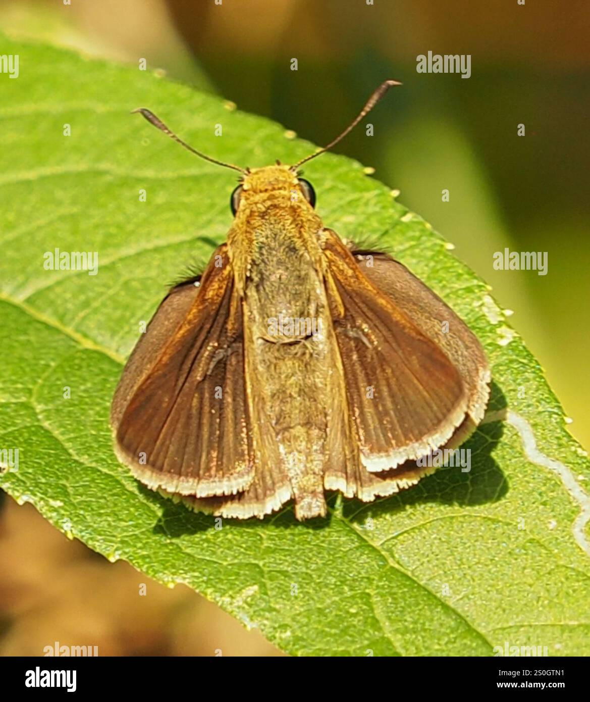 Dun Skipper (Euphyes vestris Stock Photo - Alamy