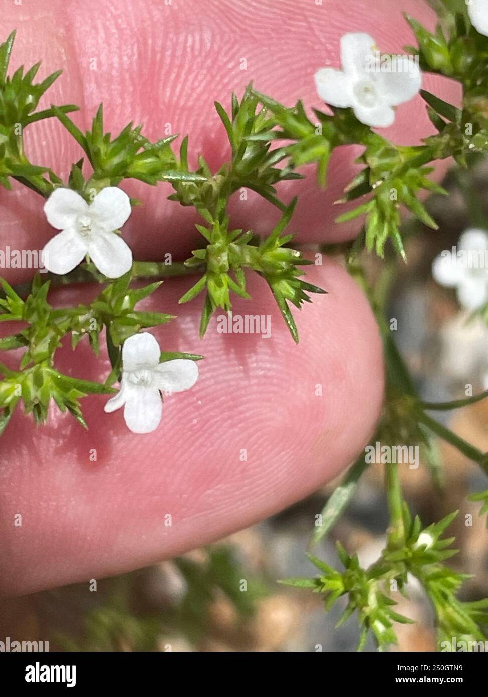 Rust Weed (Polypremum procumbens Stock Photo - Alamy