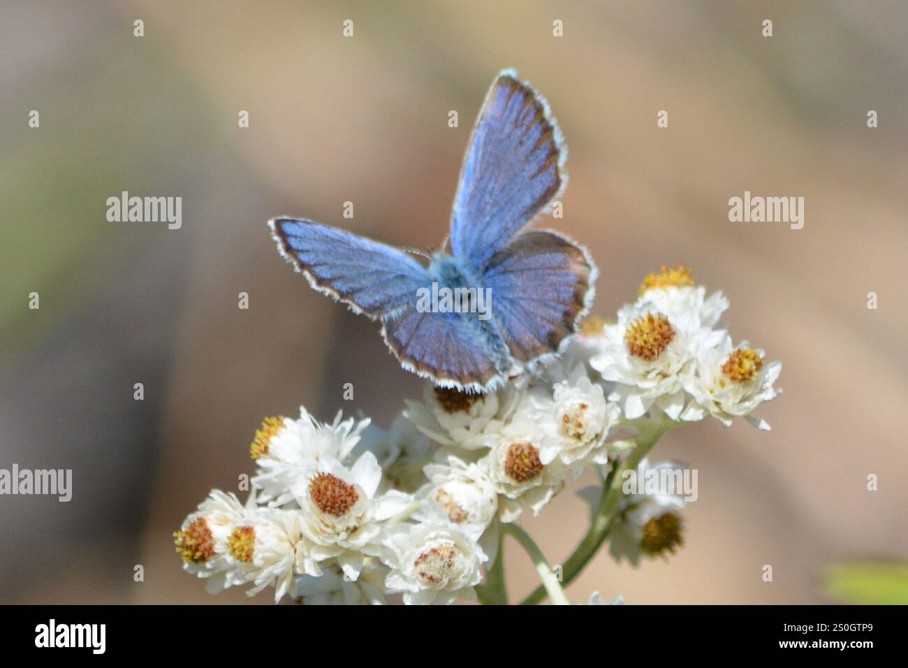 Anna's Blue (Plebejus anna Stock Photo - Alamy