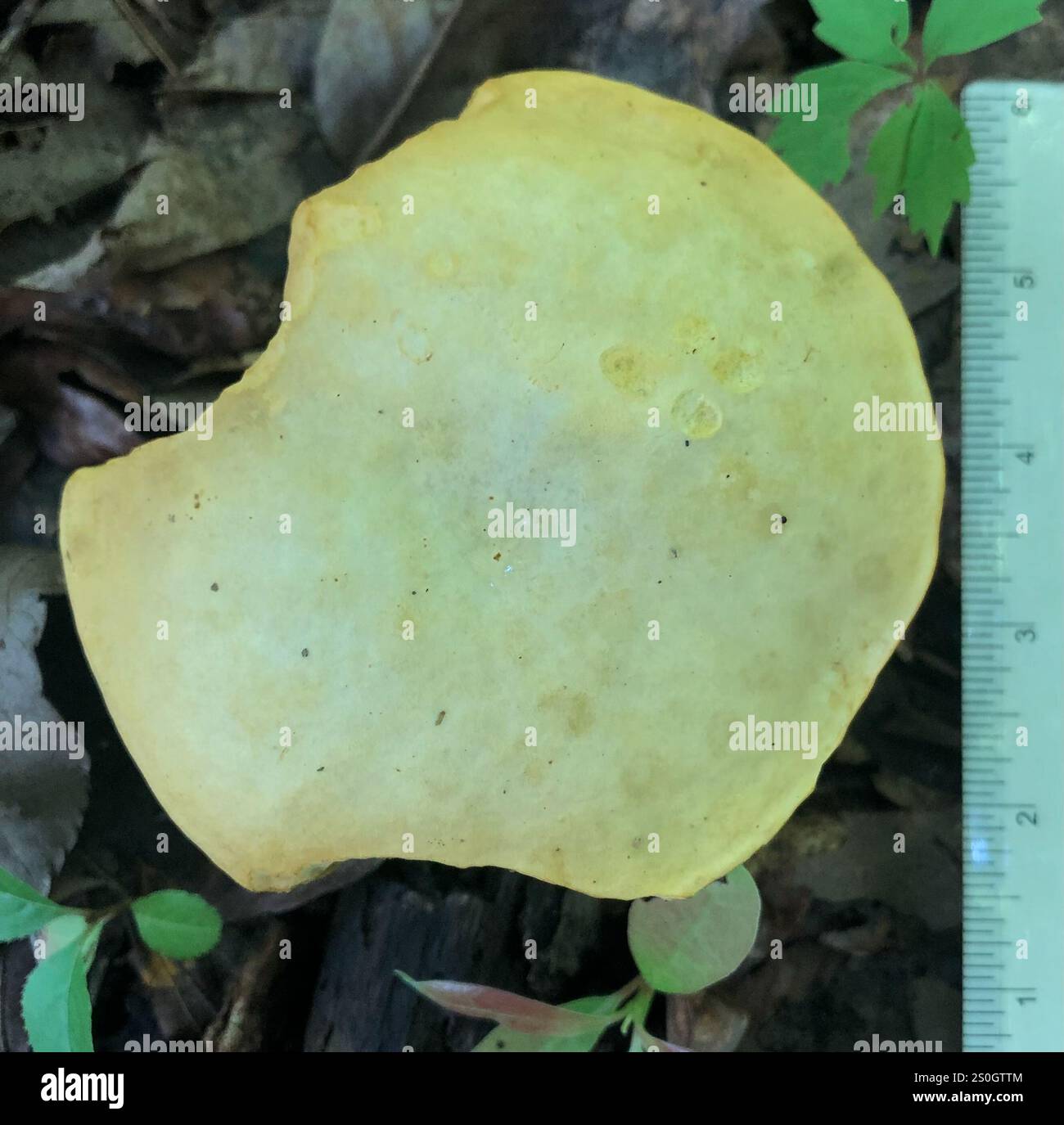 Ornate-stalked bolete (Retiboletus ornatipes Stock Photo - Alamy