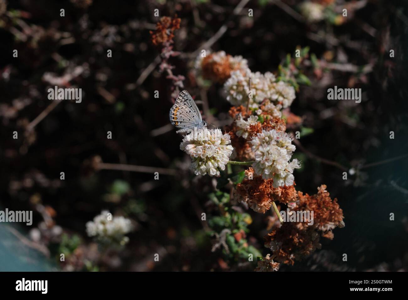 Acmon Blue (Icaricia acmon Stock Photo - Alamy