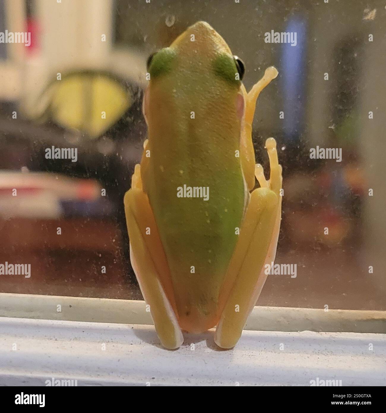 Green Treefrog (Hyla cinerea Stock Photo - Alamy