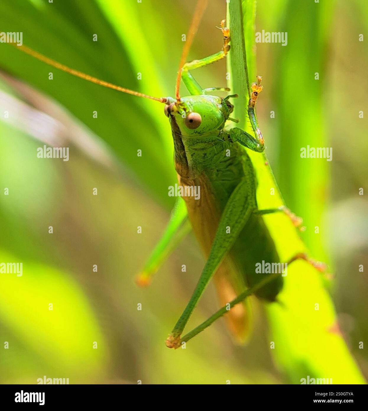 Long-winged Conehead (Conocephalus fuscus Stock Photo - Alamy