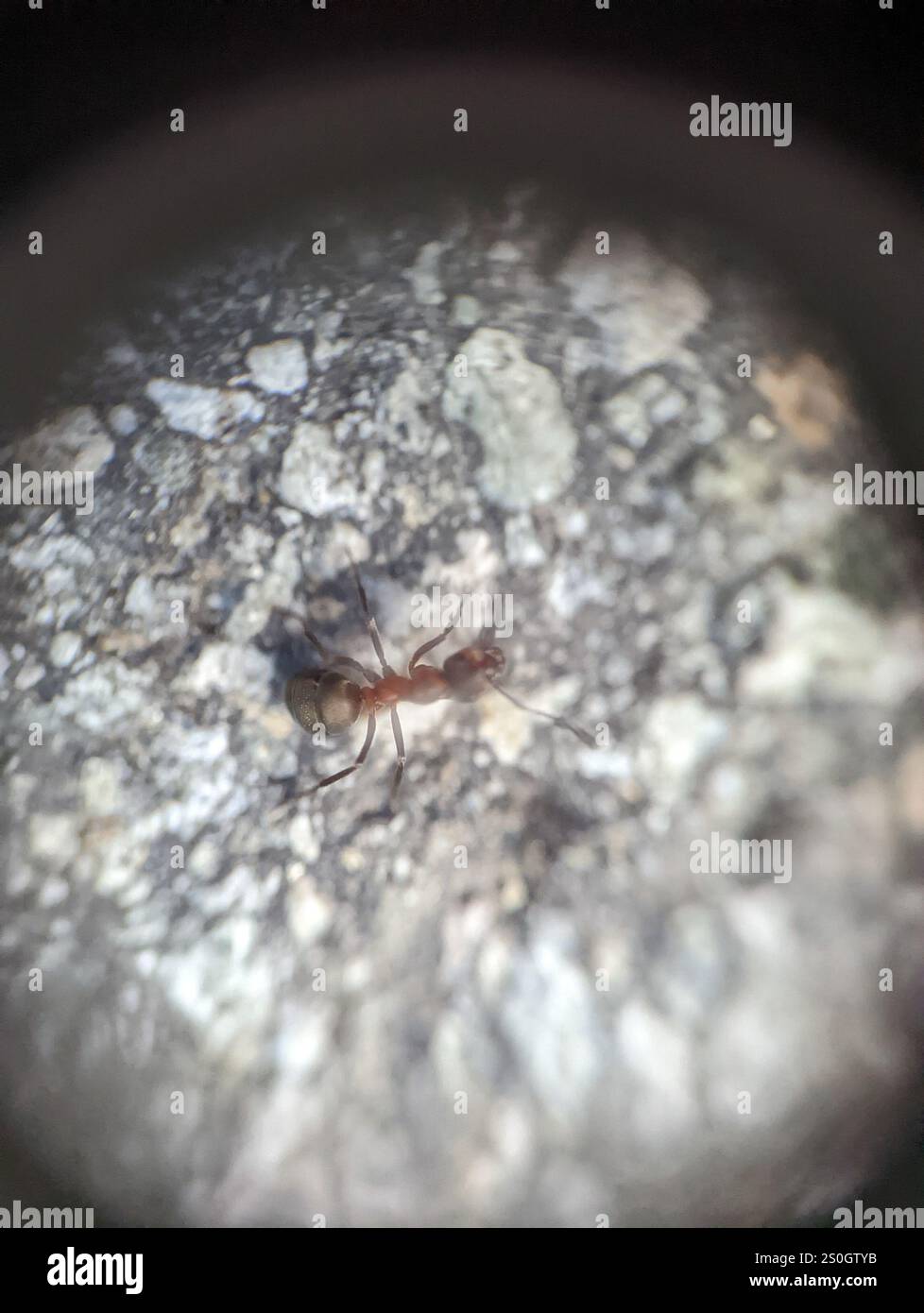 rufa-group Wood Ants (Formica rufa Stock Photo - Alamy