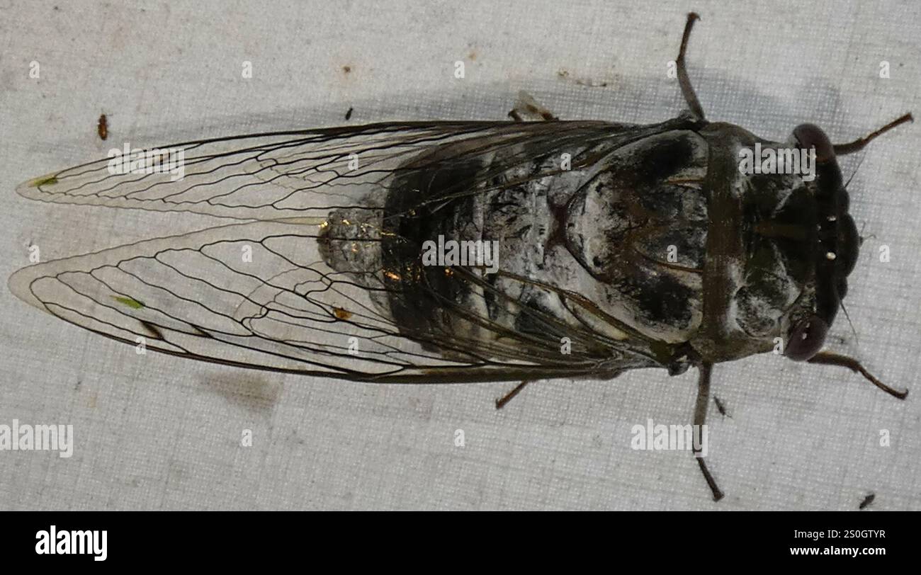 Northern Dusk-singing Cicada (Megatibicen grossa Stock Photo - Alamy