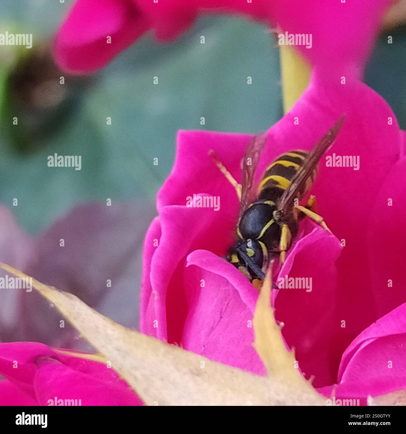 Alaska Yellowjacket (Vespula alascensis Stock Photo - Alamy