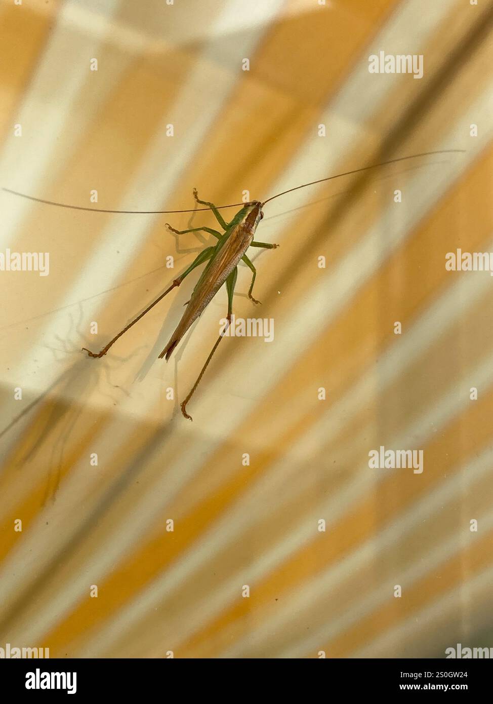 Lesser Meadow Katydids (Conocephalus Stock Photo - Alamy