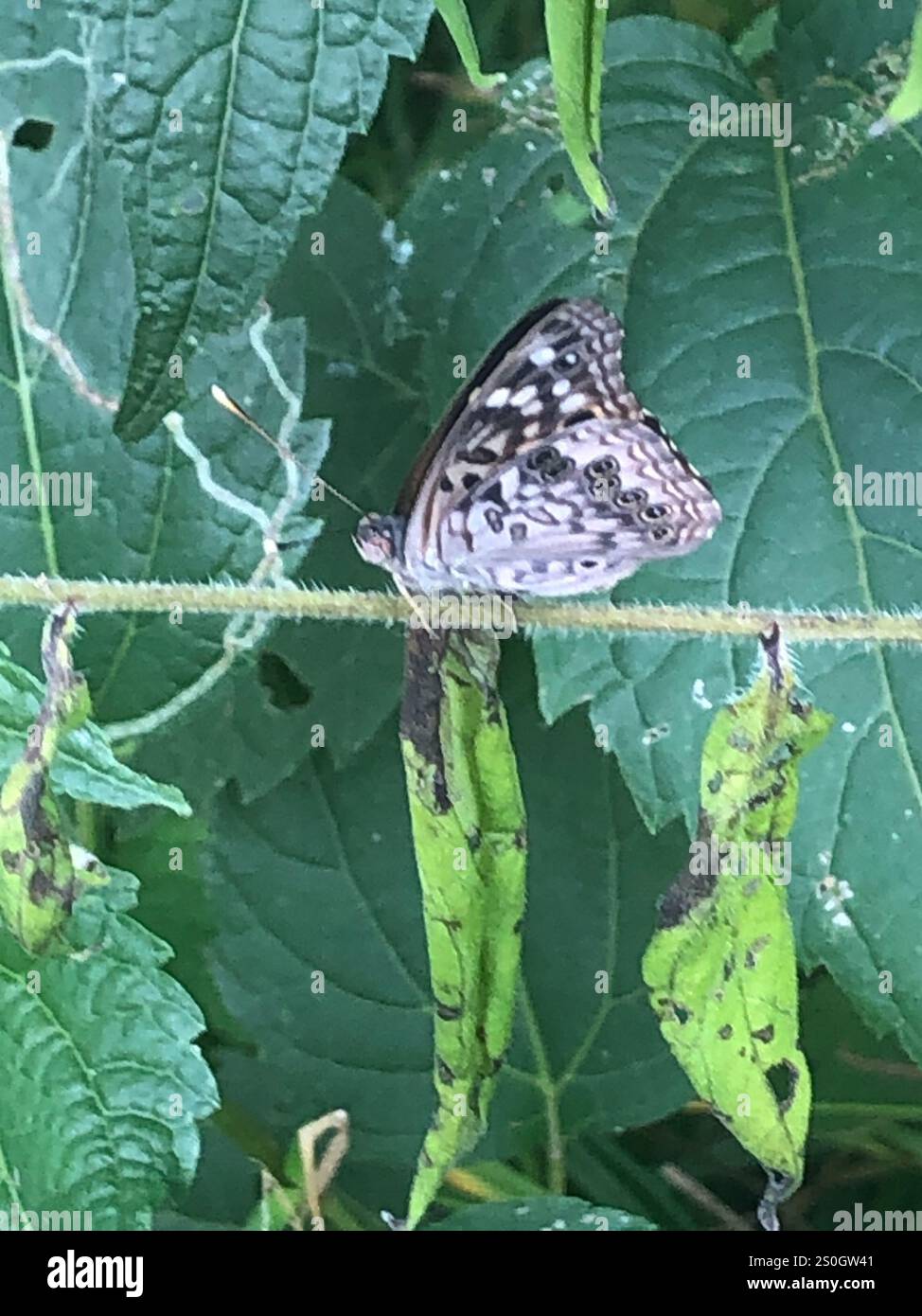 Hackberry Emperor (Asterocampa celtis Stock Photo - Alamy