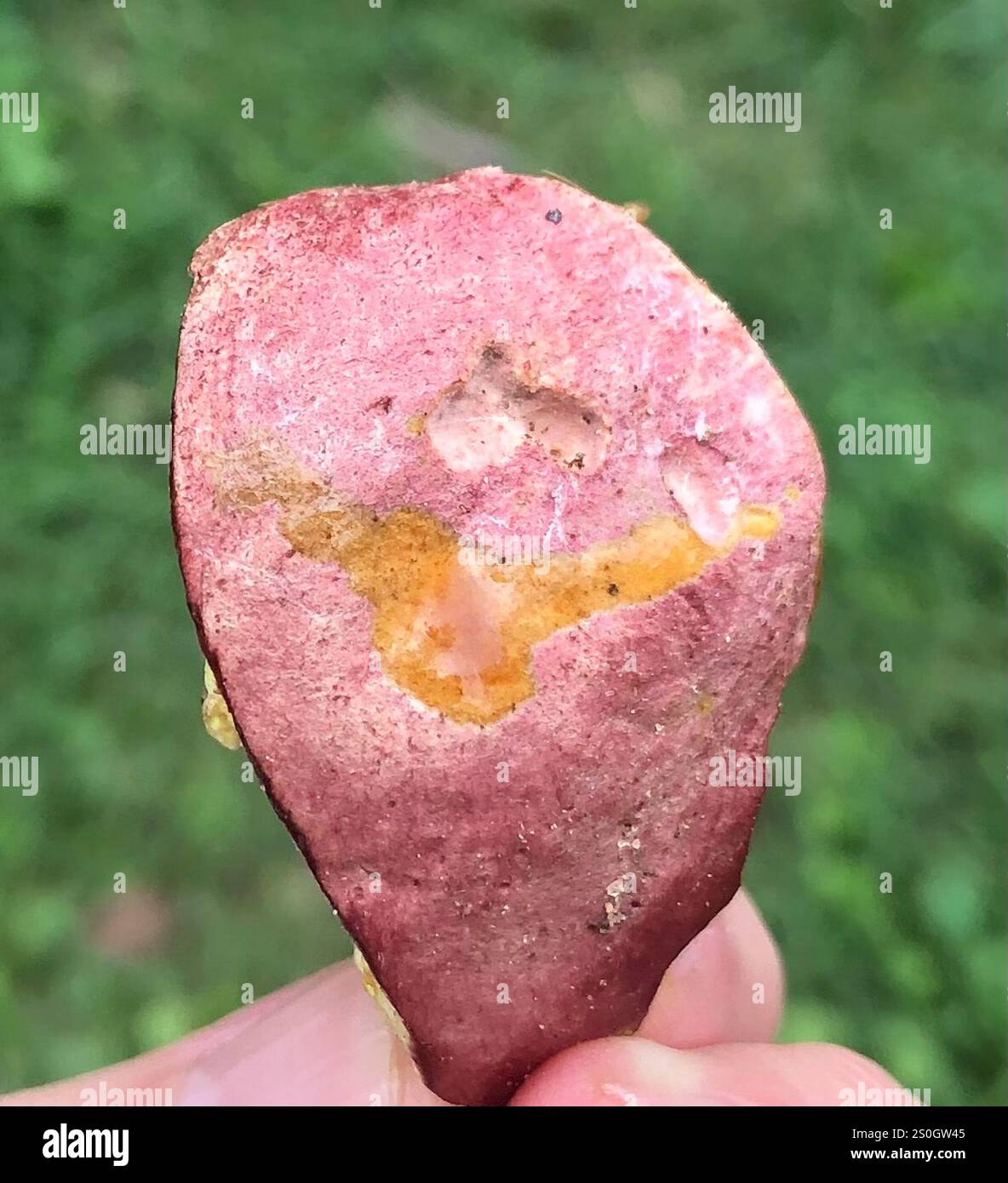 Butter Boletes (Butyriboletus Stock Photo - Alamy