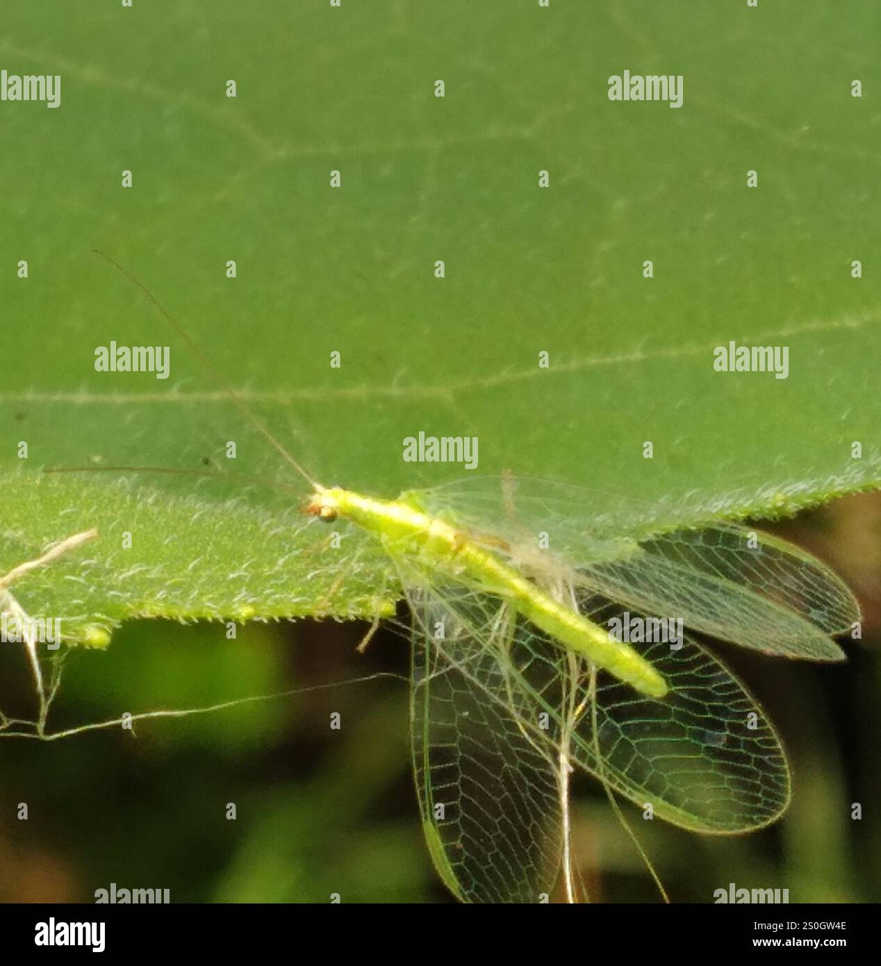 common green lacewings (Chrysoperla Stock Photo - Alamy
