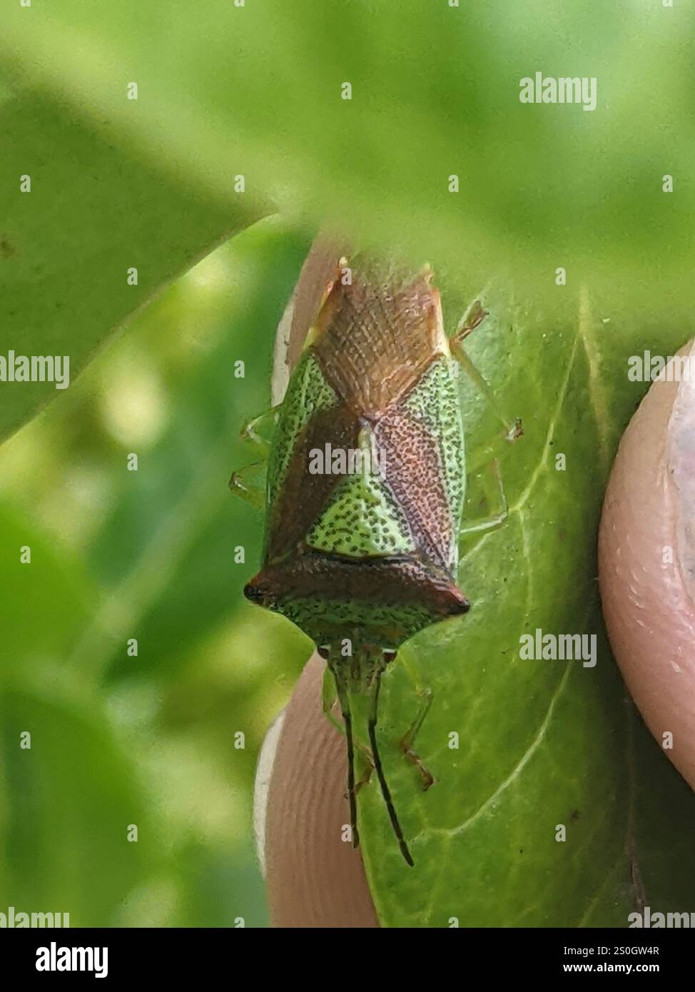 Hawthorn Shield Bug (Acanthosoma haemorrhoidale Stock Photo - Alamy