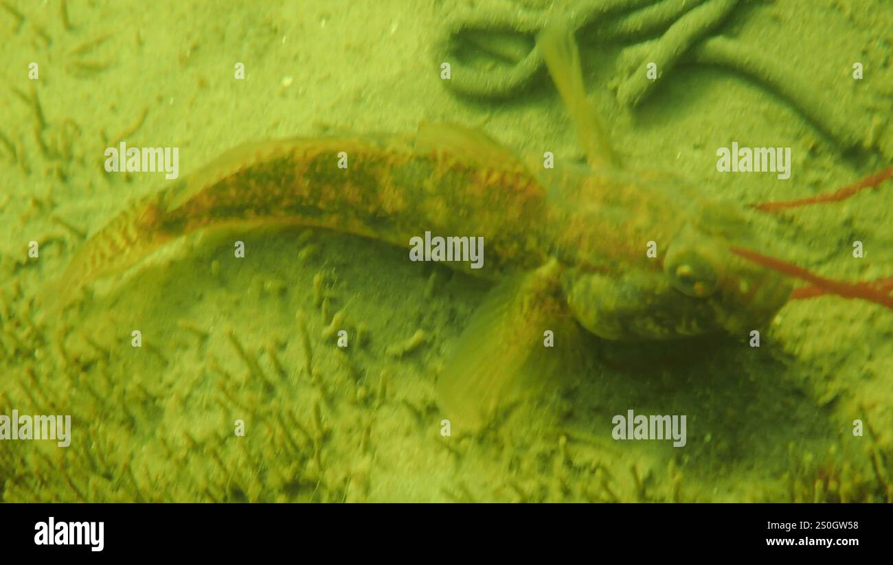 Black Goby (Gobius niger Stock Photo - Alamy
