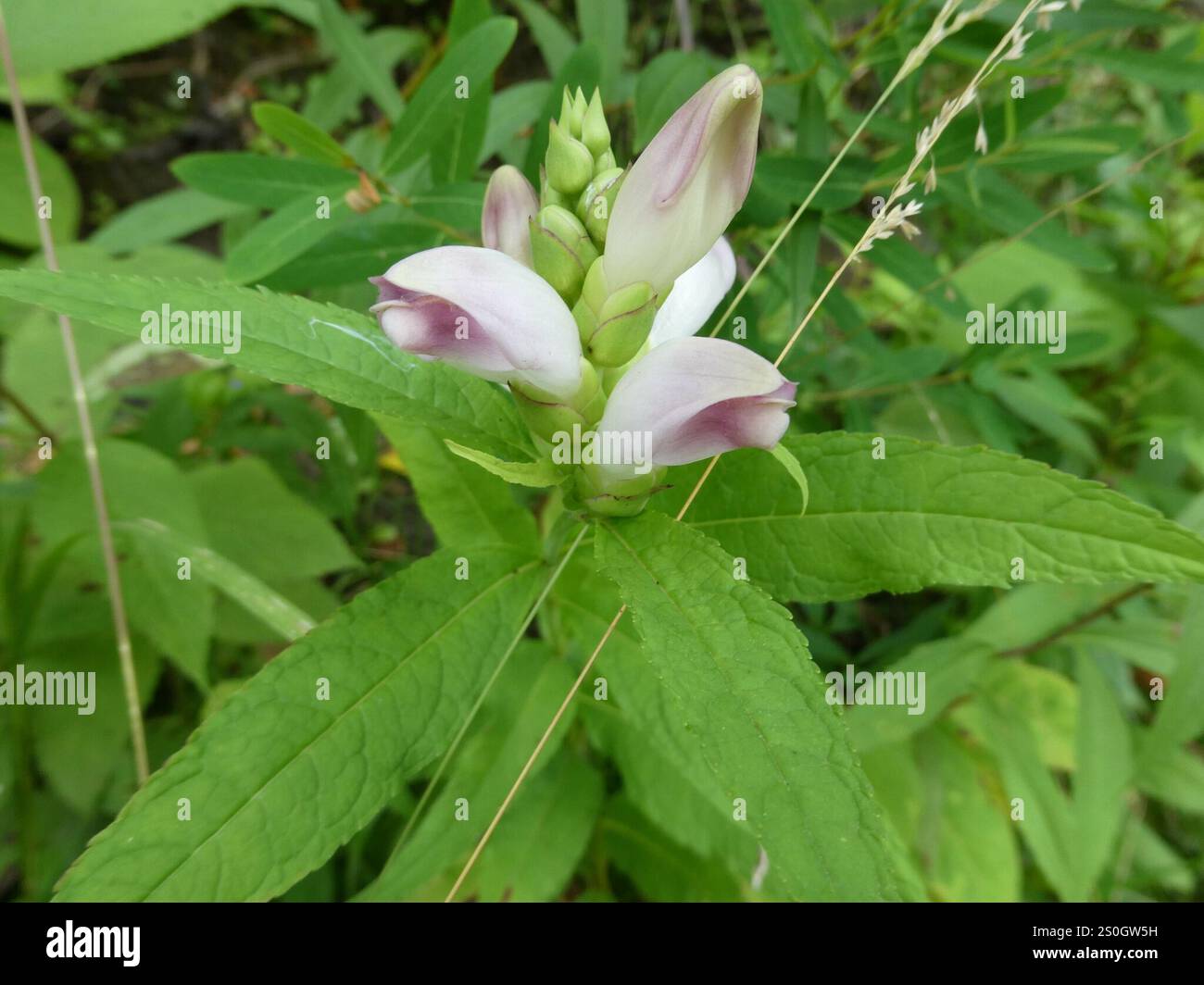 white turtlehead (Chelone glabra Stock Photo - Alamy