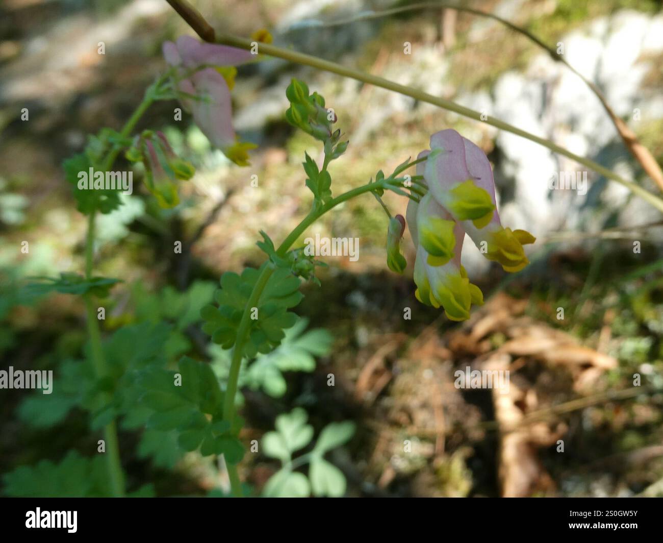 rock harlequin (Capnoides sempervirens Stock Photo - Alamy