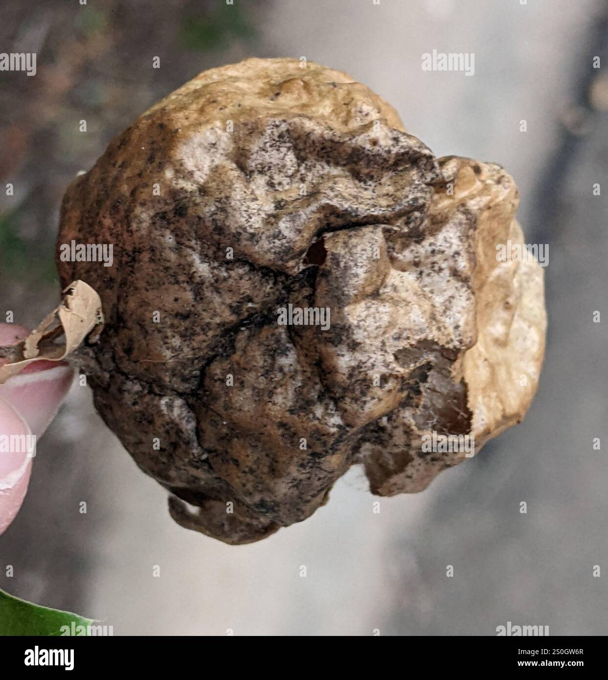 Spongy Oak Apple Gall Wasp (Amphibolips confluenta Stock Photo - Alamy