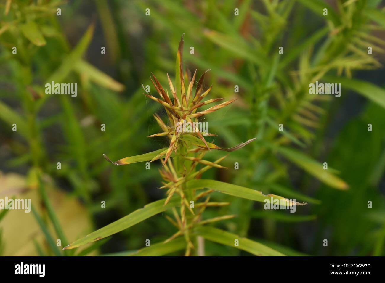 Three-way Sedge (Dulichium arundinaceum Stock Photo - Alamy