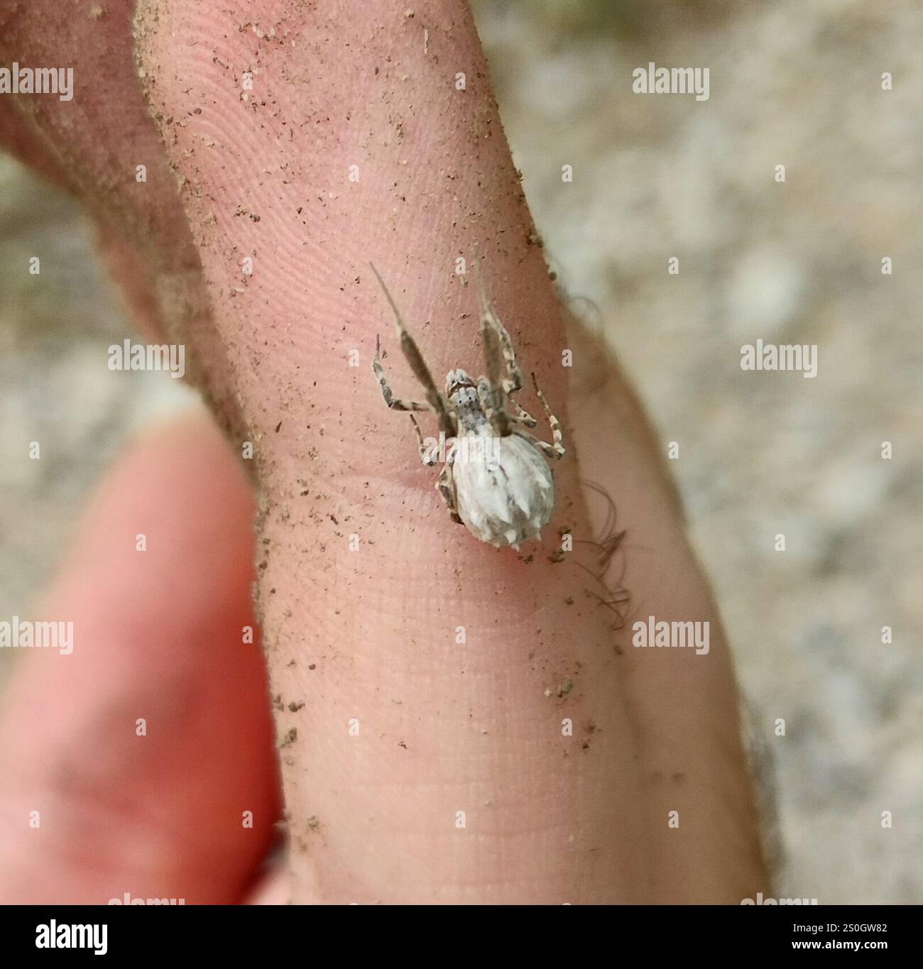 Walckenaer's Feather-legged Spider (Uloborus walckenaerius Stock Photo ...