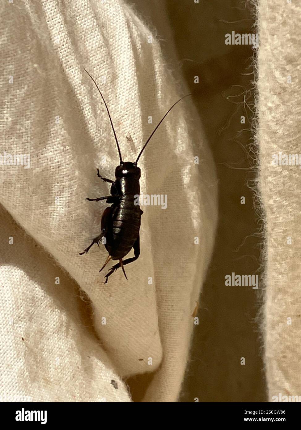 European Field Cricket (Gryllus campestris Stock Photo - Alamy