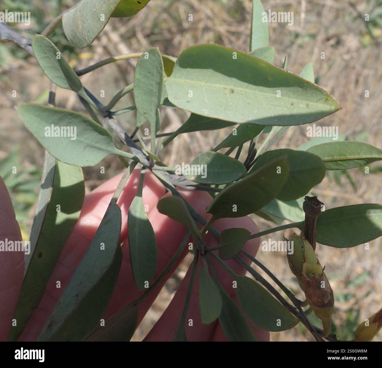 tree tobacco (Nicotiana glauca Stock Photo - Alamy