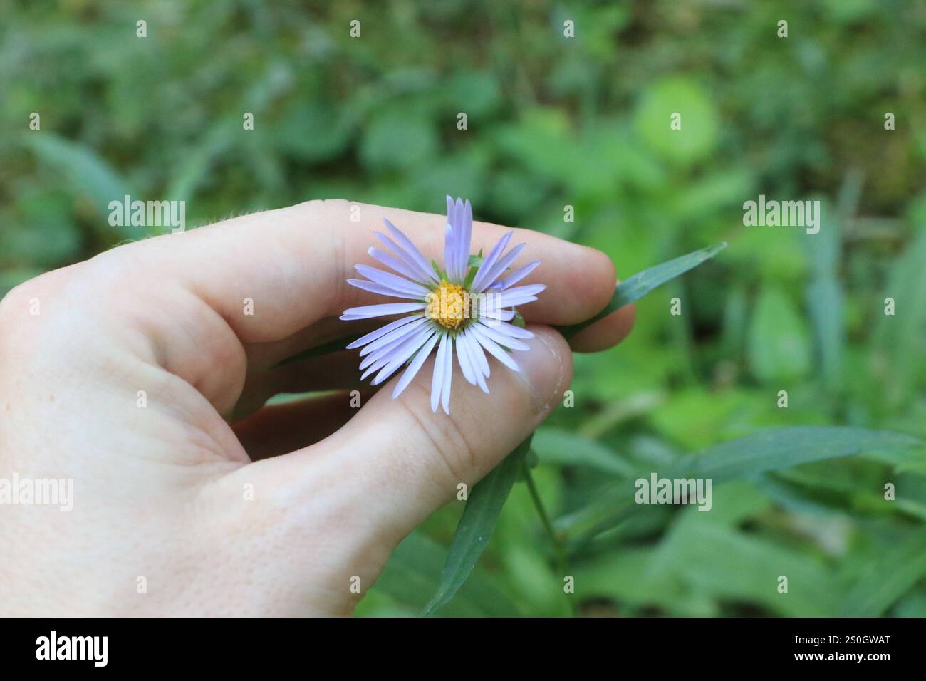 Leafy Aster (Symphyotrichum foliaceum Stock Photo - Alamy