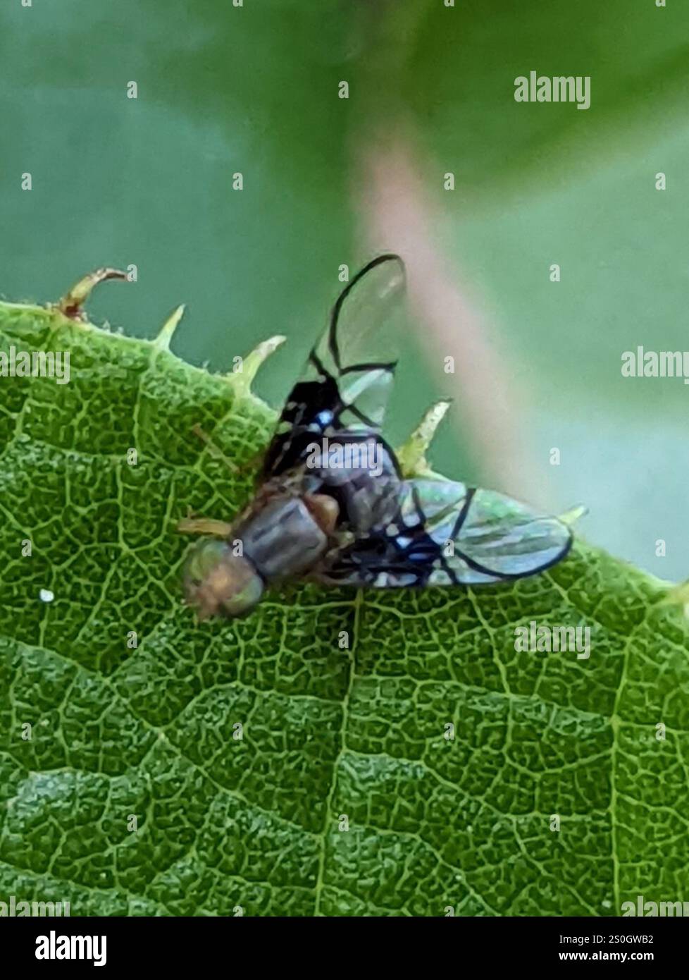 Spectacled Berry Fly (Anomoia purmunda Stock Photo - Alamy