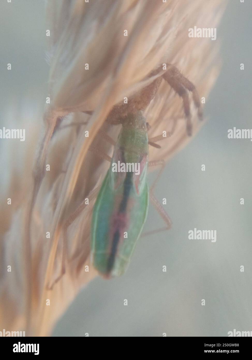 short-winged rhopalid (Myrmus miriformis Stock Photo - Alamy
