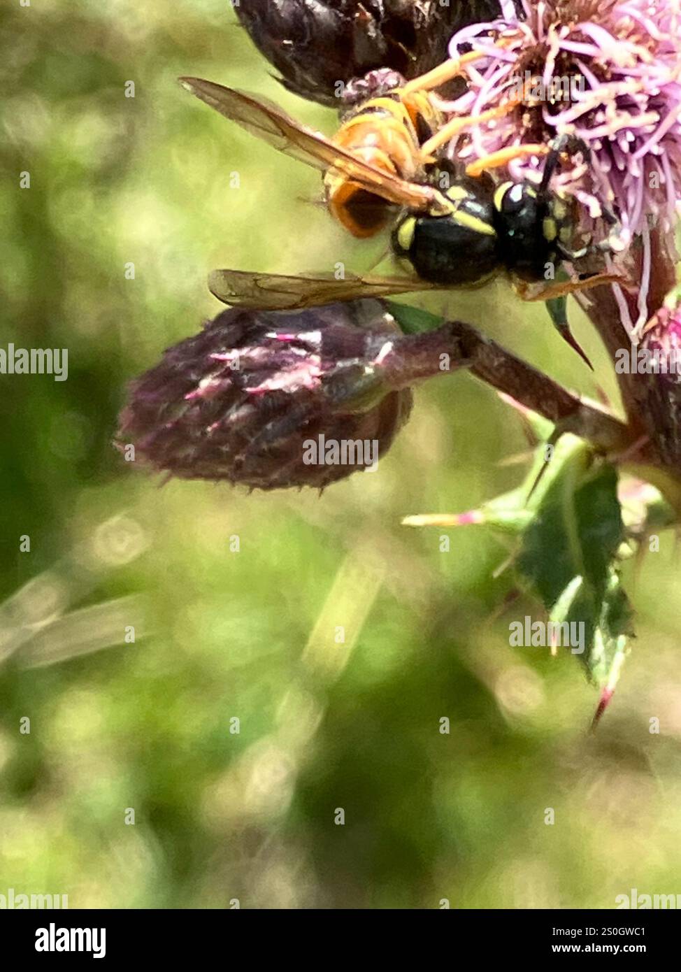 Red-banded Yellowjacket (Vespula rufa Stock Photo - Alamy