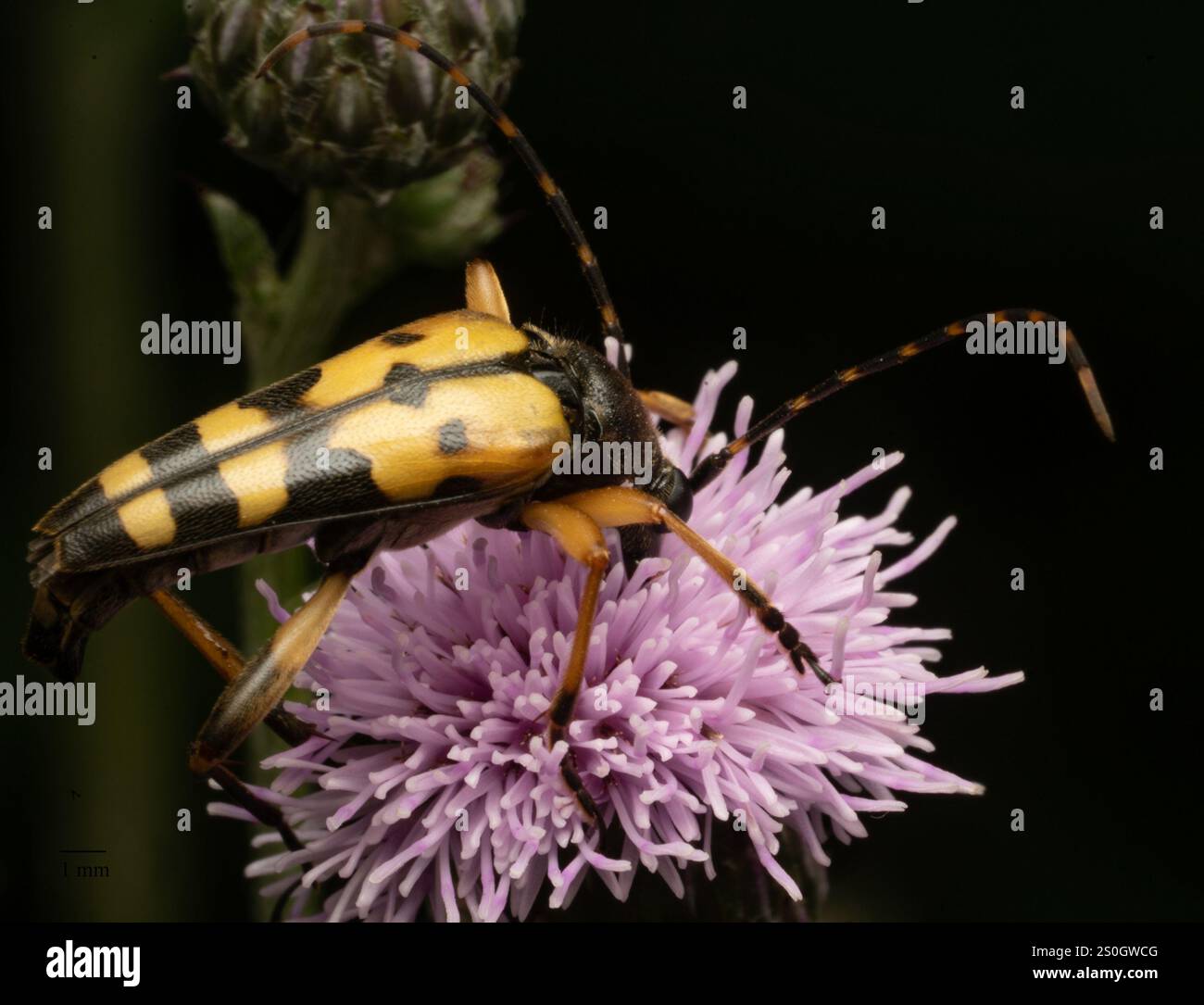 Spotted Longhorn Beetle (Rutpela maculata Stock Photo - Alamy