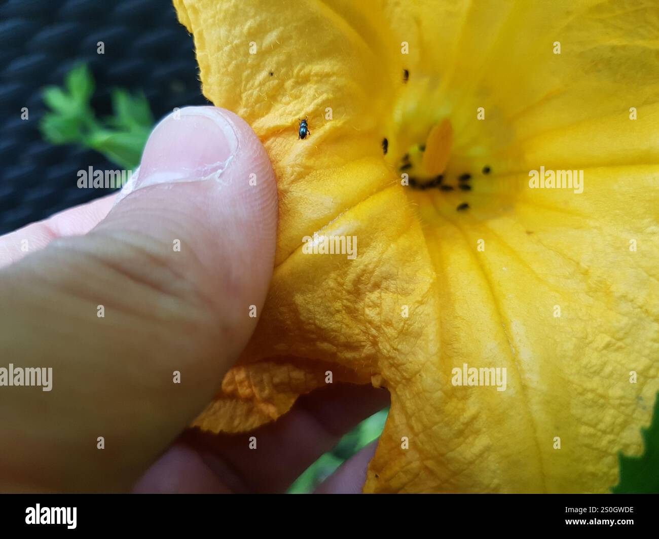 Common Pollen Beetle (Brassicogethes aeneus Stock Photo - Alamy