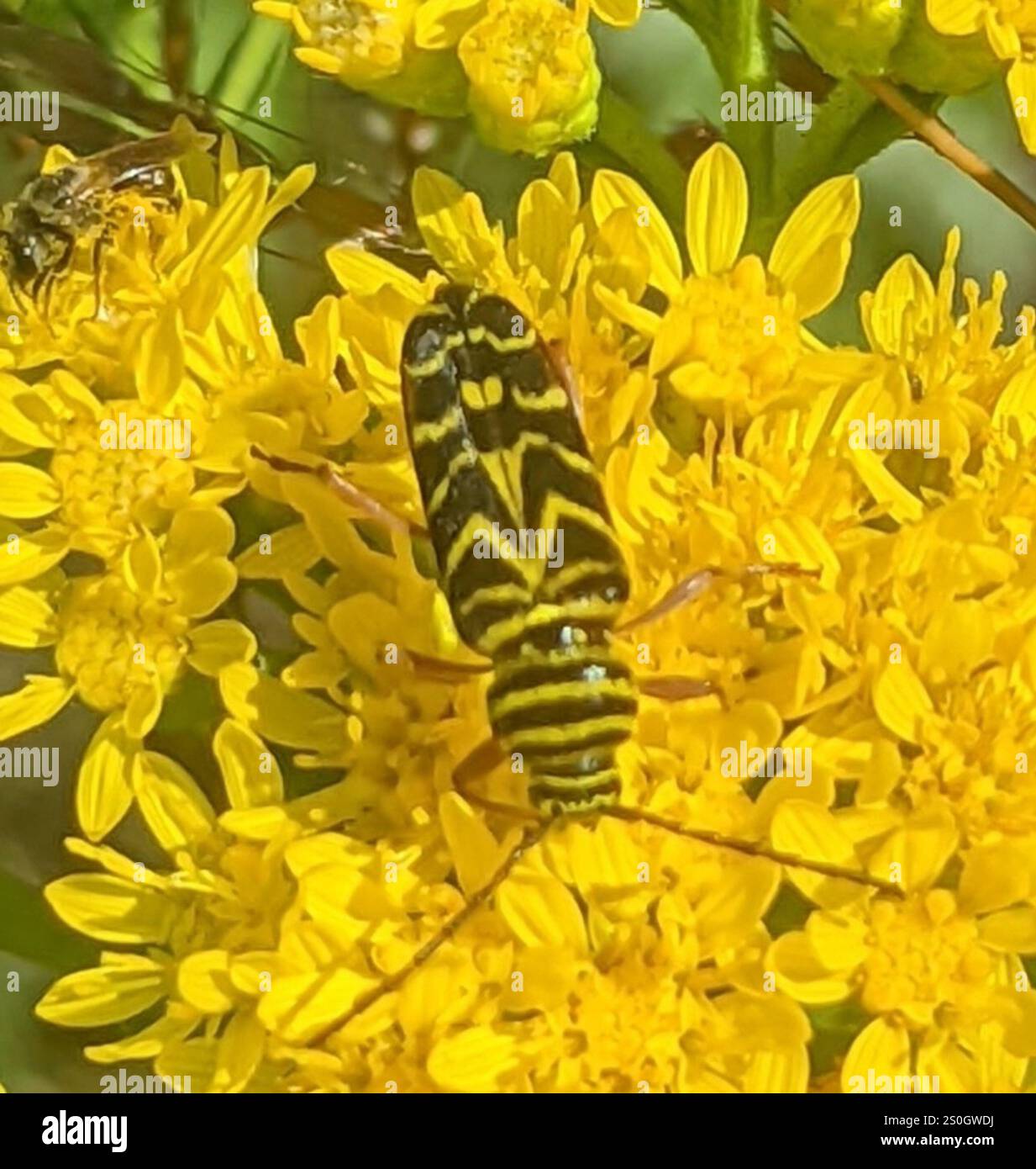Locust Borer (Megacyllene robiniae Stock Photo - Alamy