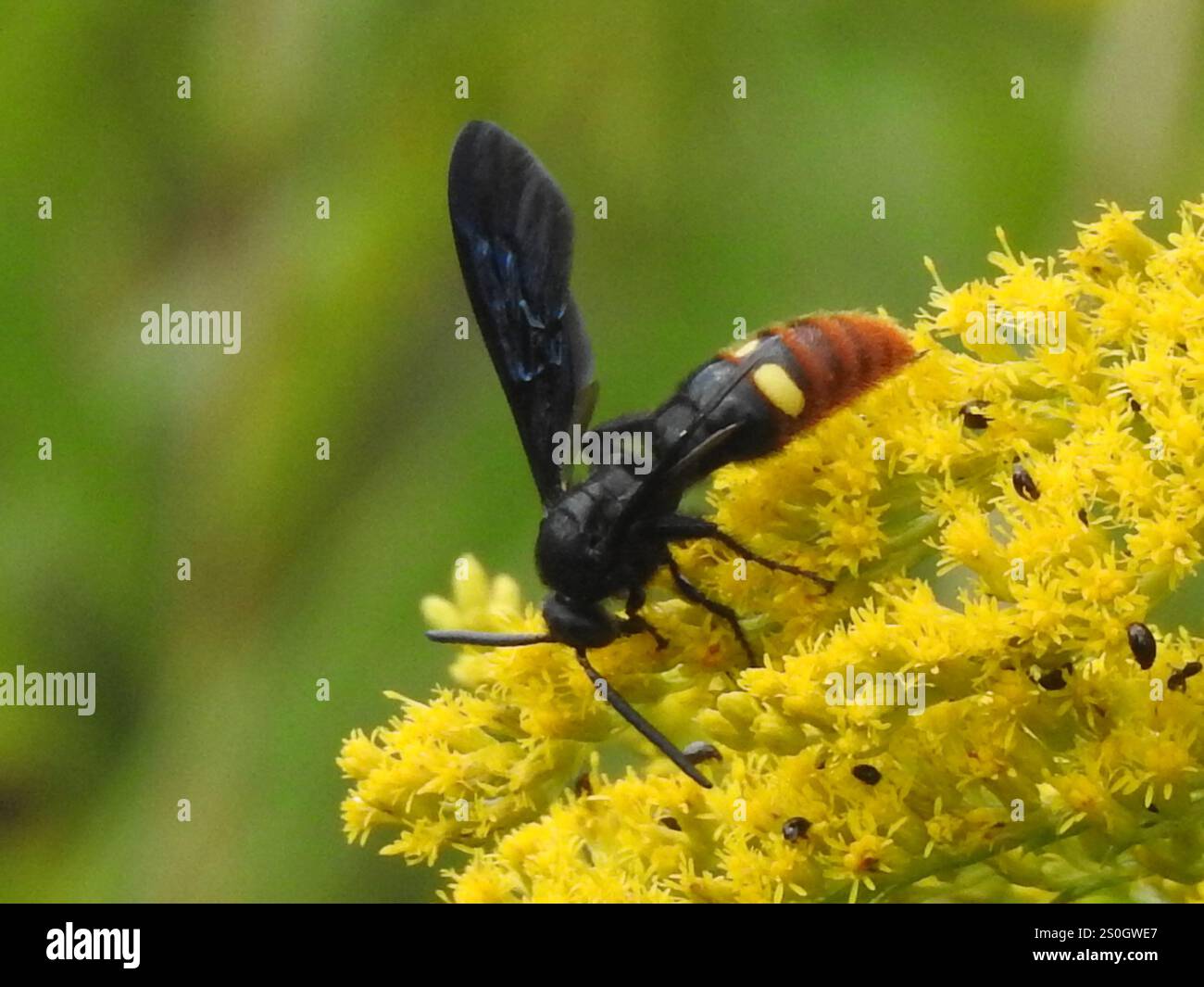 Blue-winged Scoliid Wasp (Scolia dubia Stock Photo - Alamy