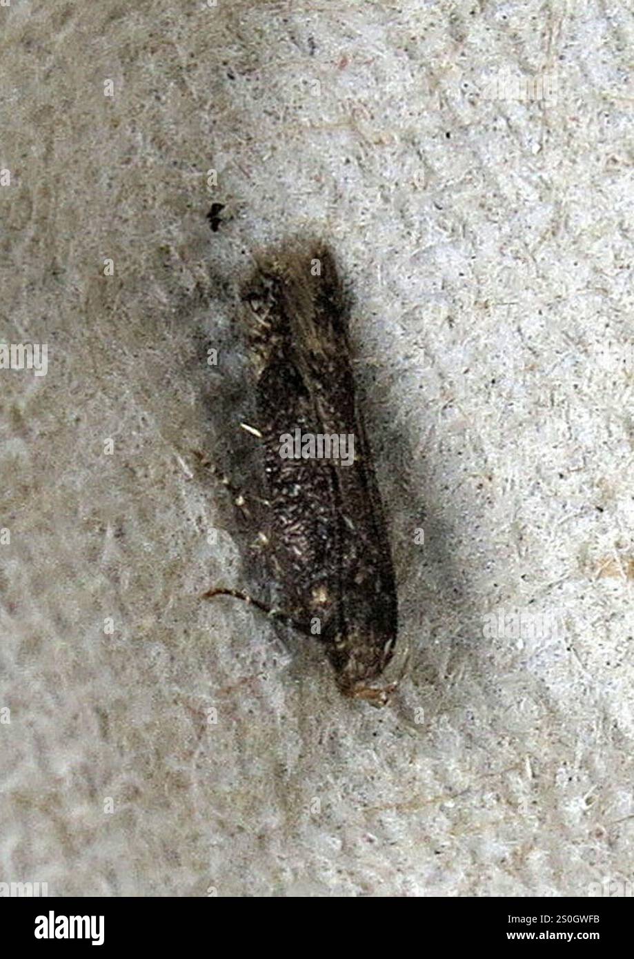 Dark Groundling (Bryotropha affinis Stock Photo - Alamy