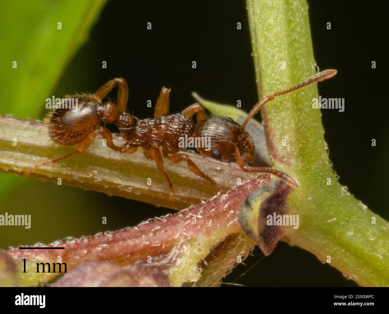 Woodland Red Ant (Myrmica ruginodis Stock Photo - Alamy