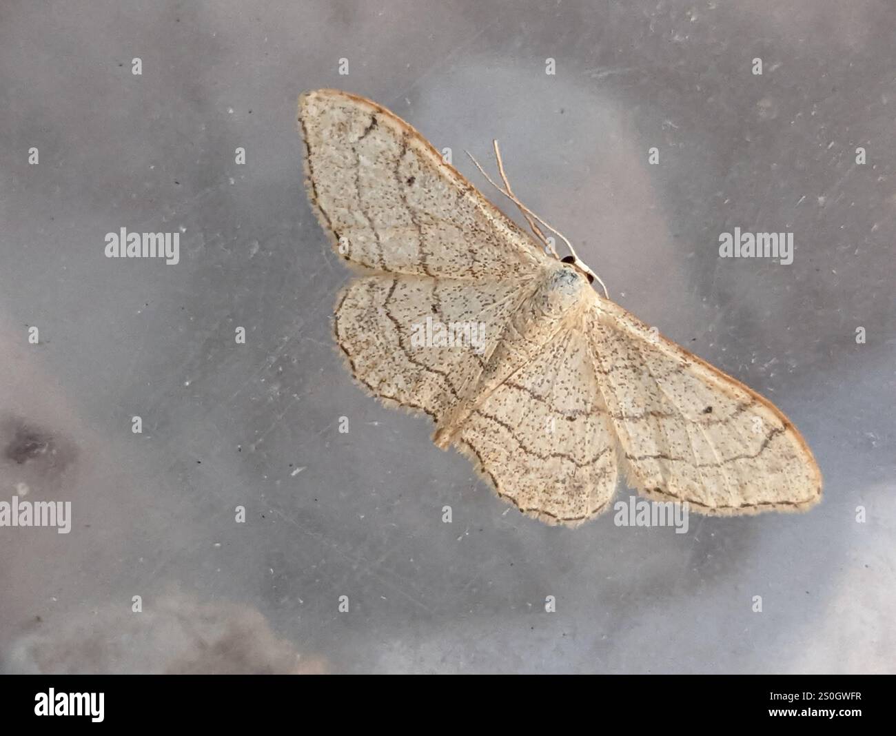 Riband Wave (Idaea aversata Stock Photo - Alamy