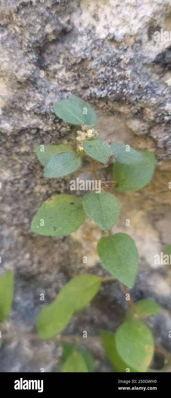 Mediterranean Pellitory-of-the-wall (Parietaria lusitanica chersonensis ...
