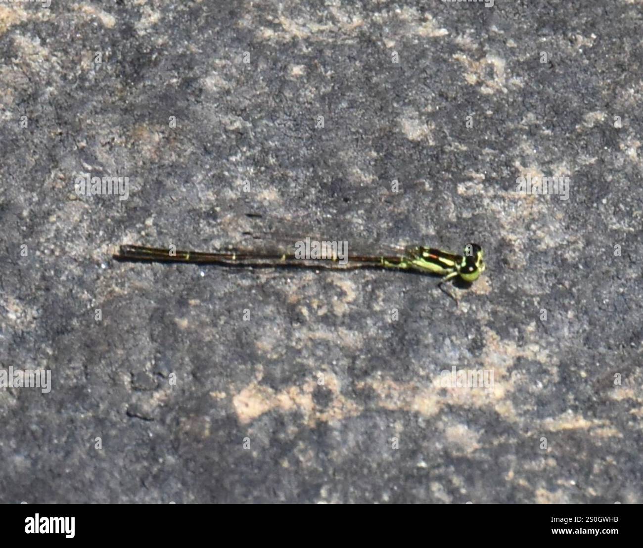 Fragile Forktail (Ischnura posita Stock Photo - Alamy