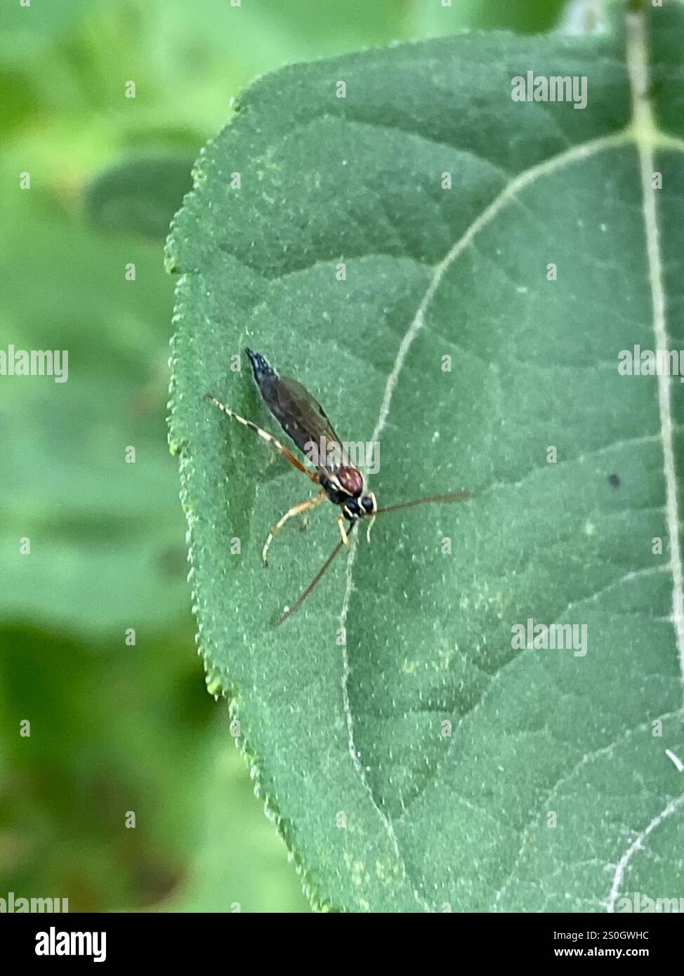 Common Hover Fly Parasitoid Wasp (Diplazon laetatorius Stock Photo - Alamy