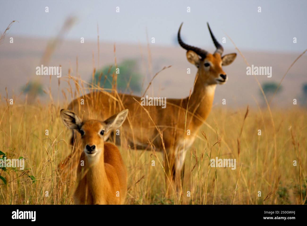 Ugandan Kob (Kobus kob thomasi Stock Photo - Alamy