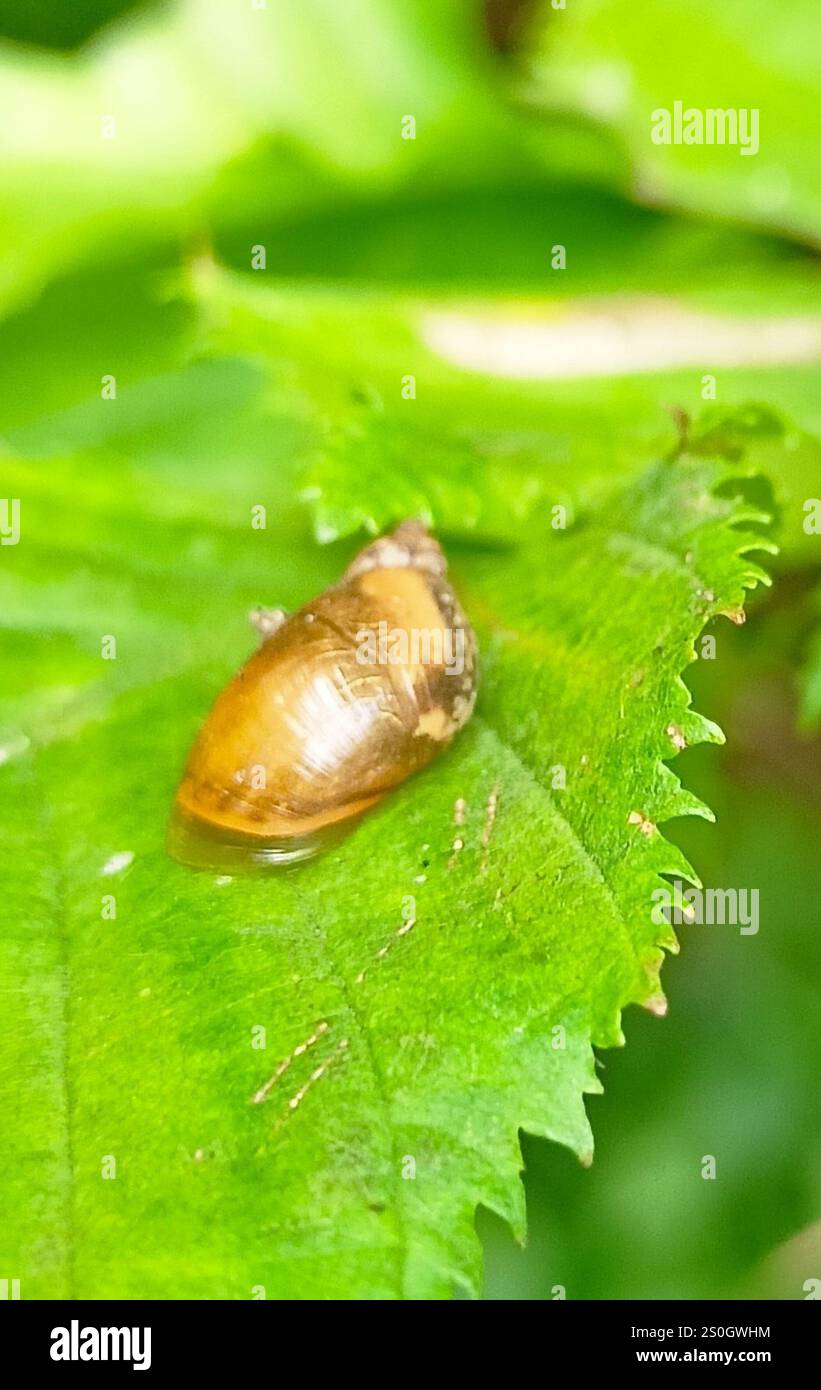 Common European Ambersnail (Succinea putris Stock Photo - Alamy