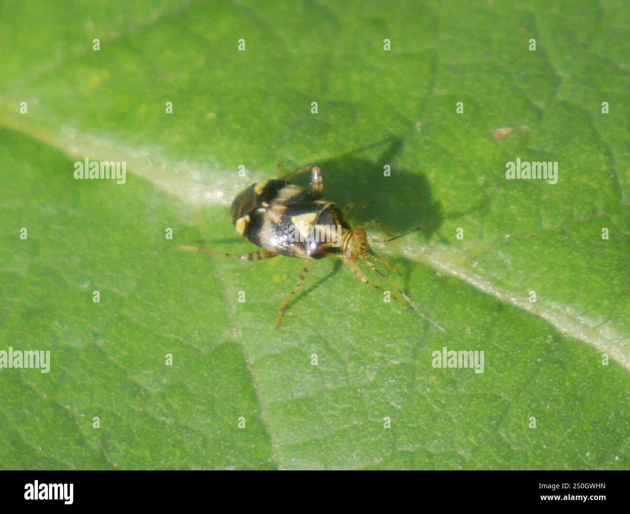 Three Spotted Nettle Bug (Liocoris tripustulatus Stock Photo - Alamy