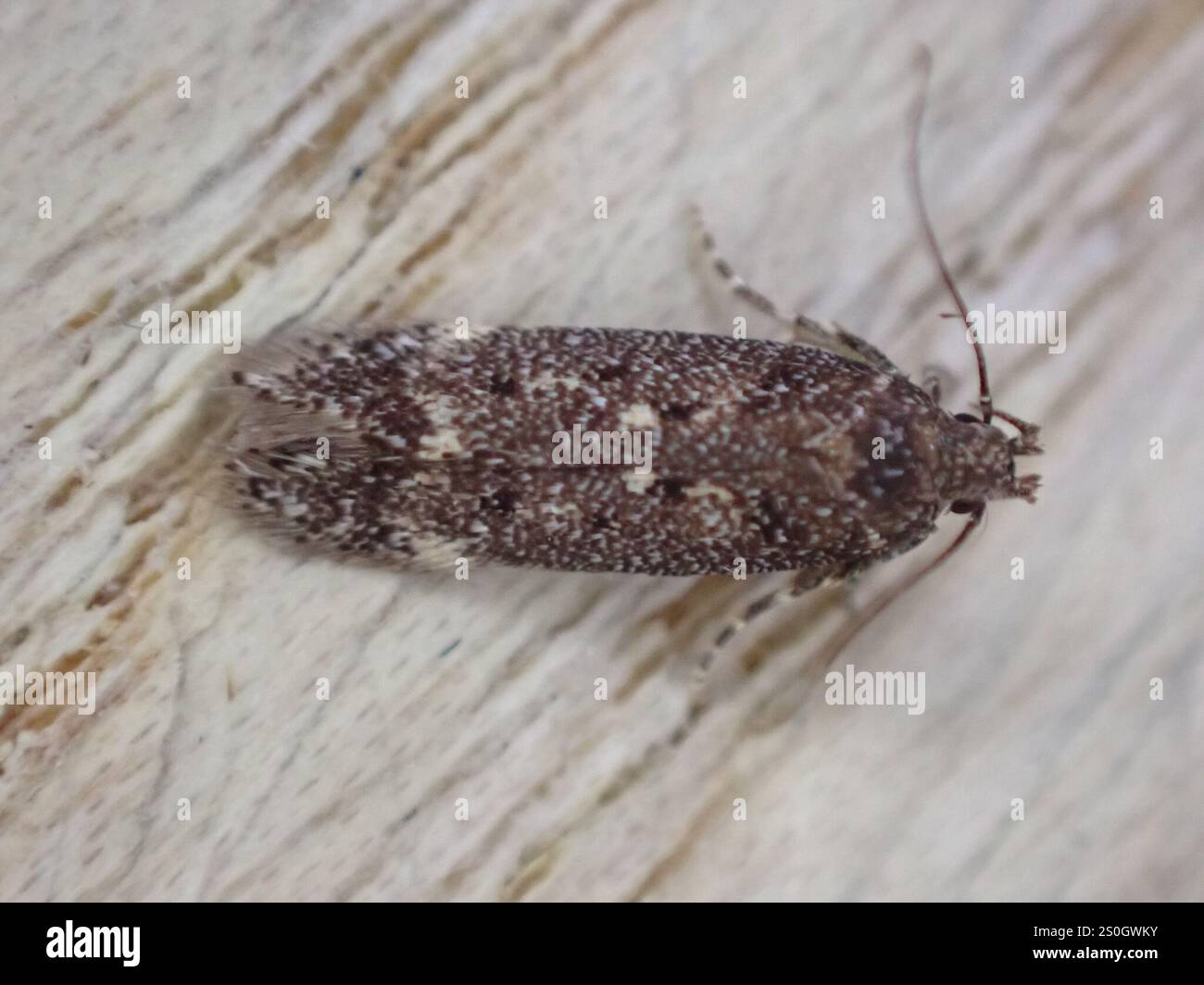 Dark Groundling (Bryotropha affinis Stock Photo - Alamy