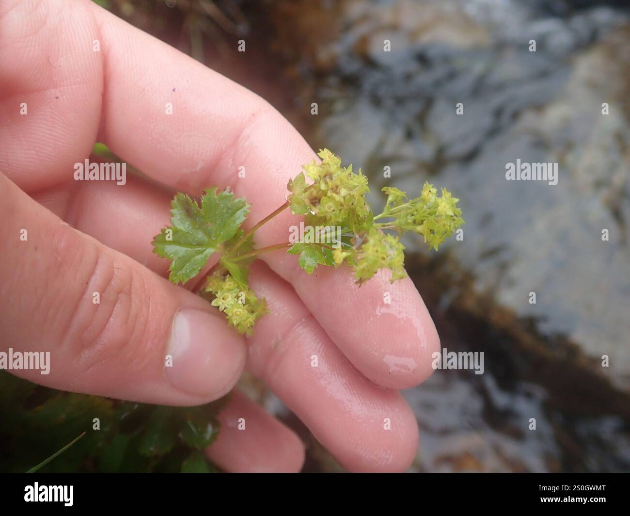 Pale Lady's-mantle (Alchemilla xanthochlora Stock Photo - Alamy
