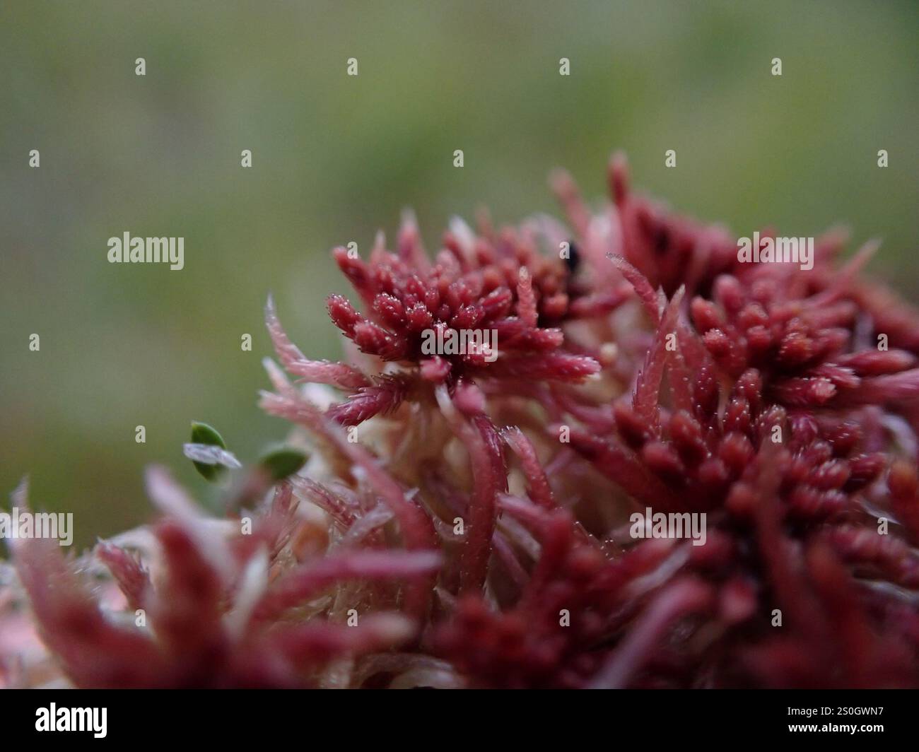 Red Peatmoss (Sphagnum rubellum Stock Photo - Alamy