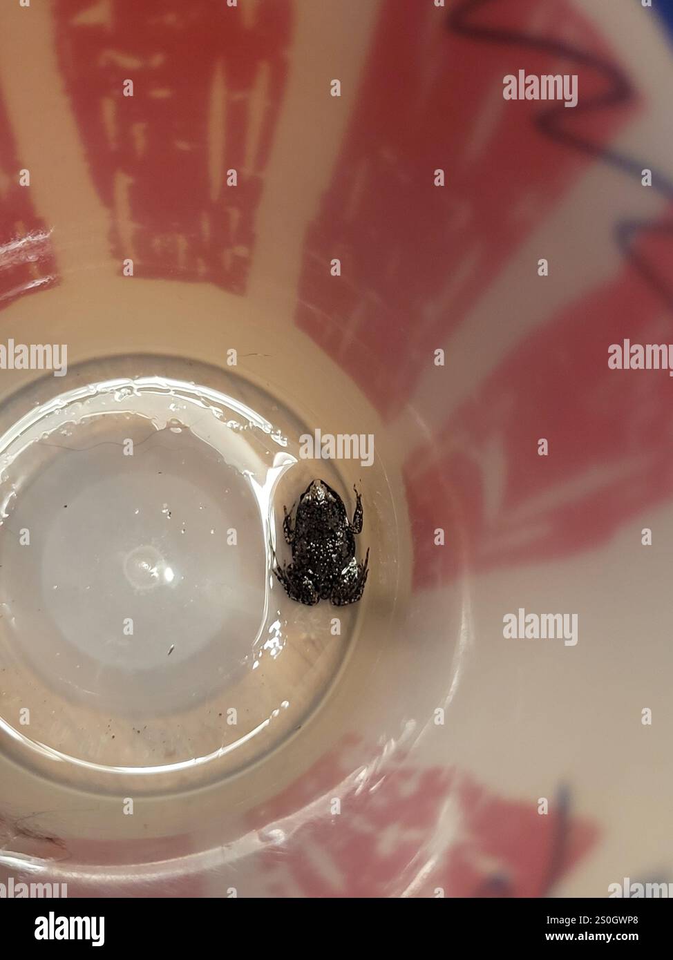 Eastern Narrow-mouthed Toad (Gastrophryne carolinensis Stock Photo - Alamy