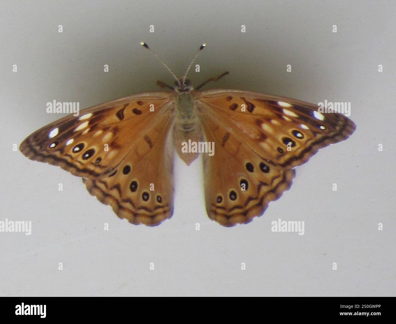 Hackberry Emperor (Asterocampa celtis Stock Photo - Alamy