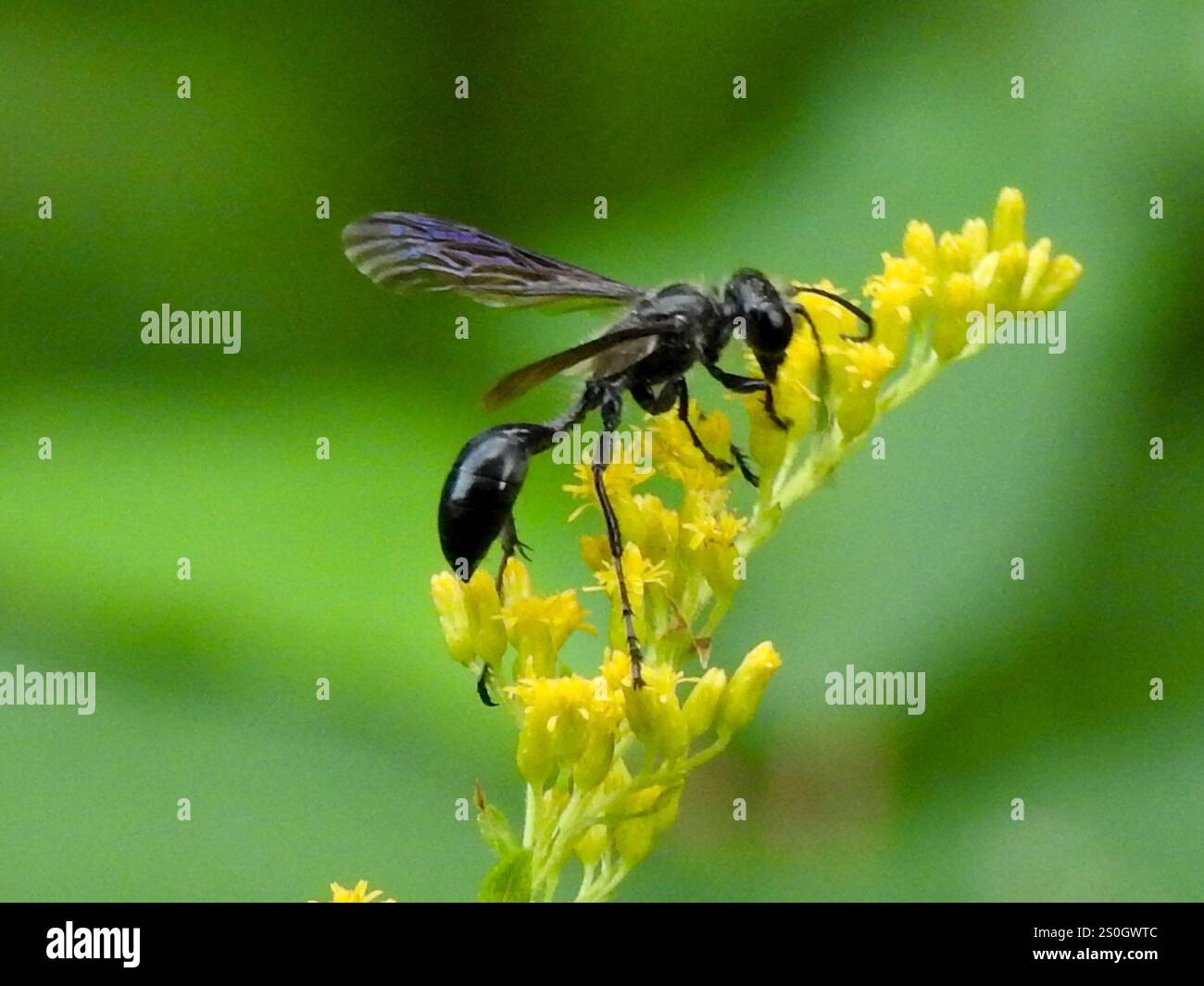 Grass-carrying Wasps (Isodontia Stock Photo - Alamy