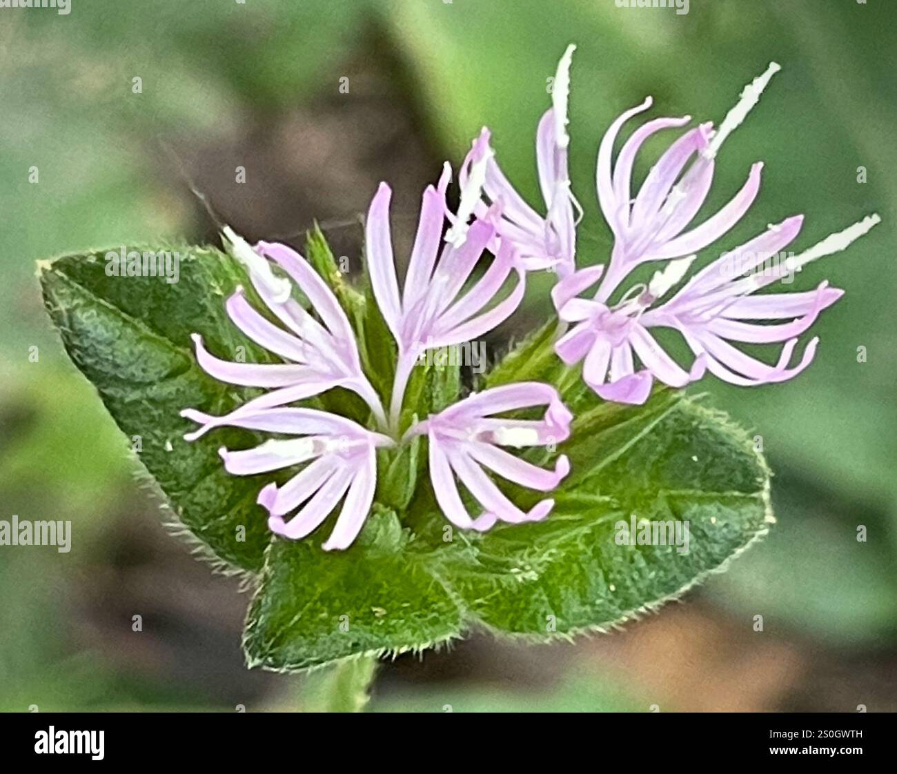 common elephant's-foot (Elephantopus tomentosus Stock Photo - Alamy