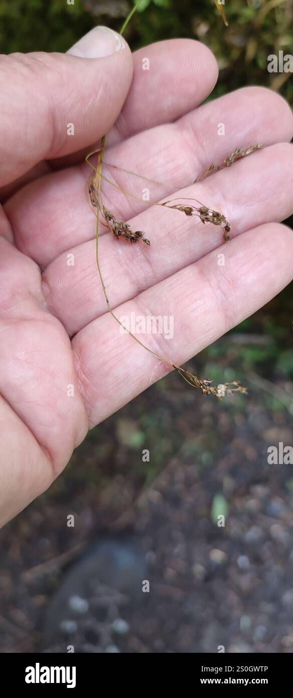 Small-flower Woodrush (Luzula parviflora Stock Photo - Alamy