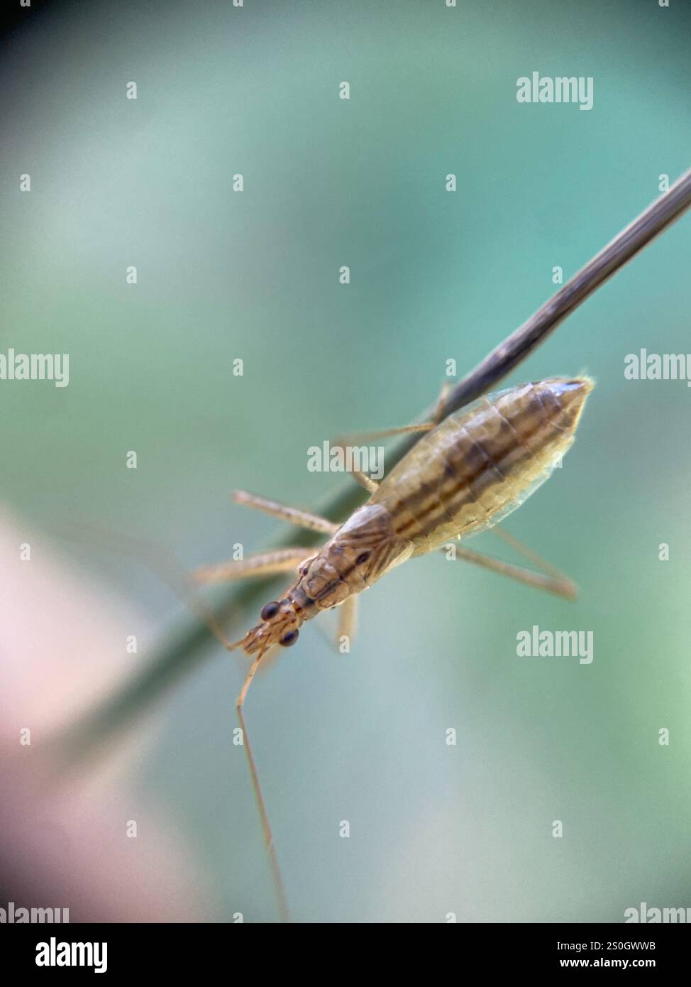 Marsh Damsel Bug (Nabis limbatus Stock Photo - Alamy